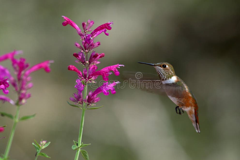 Colibrí de cernido imagen de archivo. Imagen de plantas - 3012289