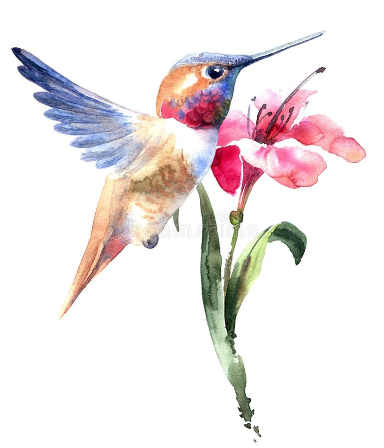 Colibrí Del Vuelo Con La Flor Stock de ilustración - Ilustración de ...