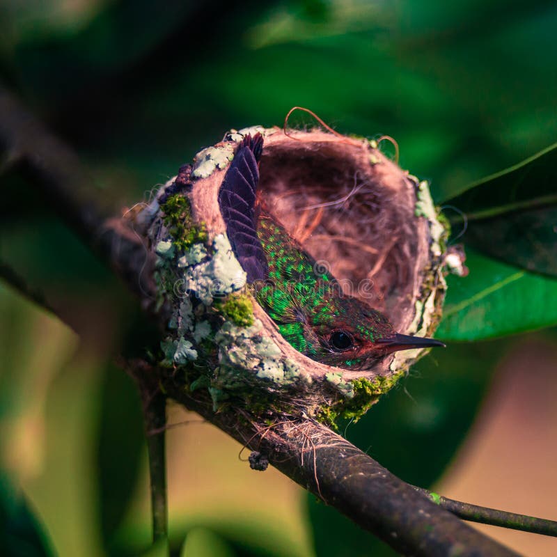 Colibrí en nido foto de archivo. Imagen de travieso - 214565100