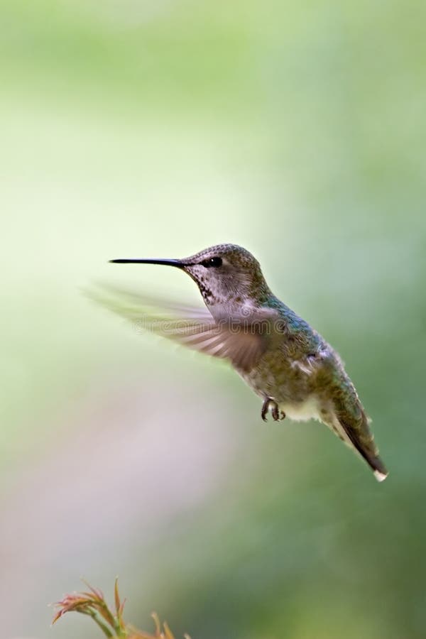 Colibrí en vuelo foto de archivo. Imagen de vuelo, pico - 19567902