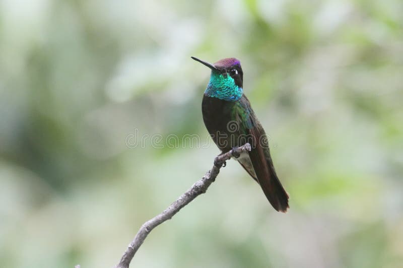 El Luchar Magnífico De Los Colibríes Y X28; Fulgens& X29 De Eugenes ...