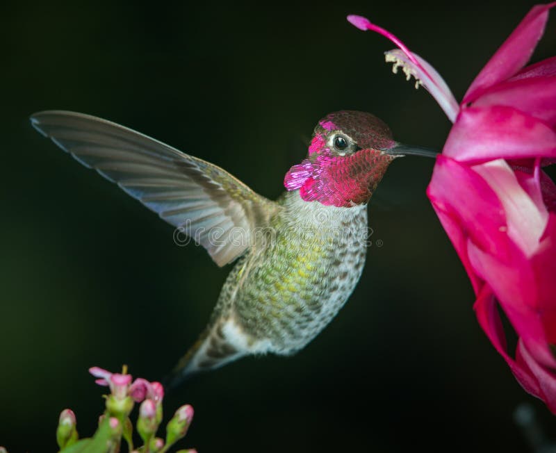 Colibrí Macho Parado En Una Rama Tyrian Metaltail Metallura Tyrianthina ...