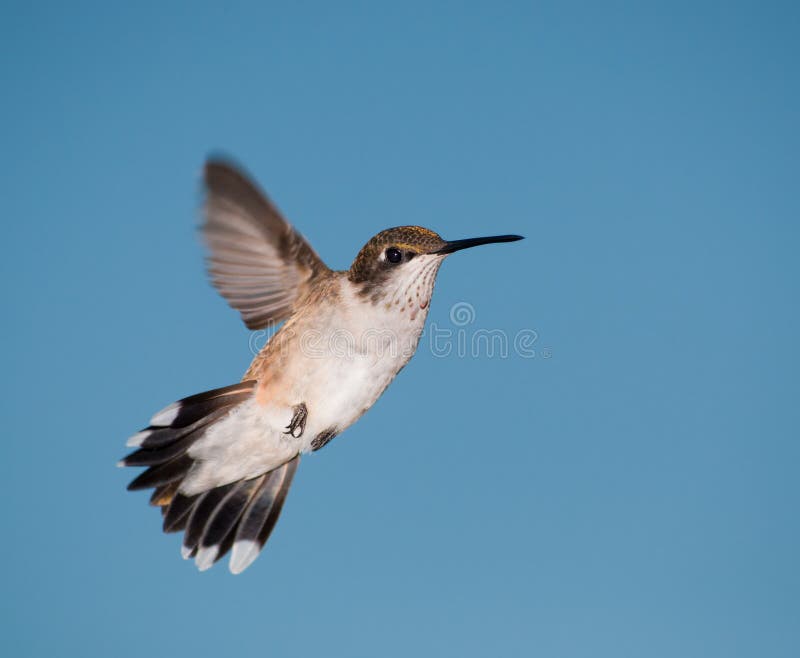 Colibrí Macho Parado En Una Rama Tyrian Metaltail Metallura Tyrianthina ...