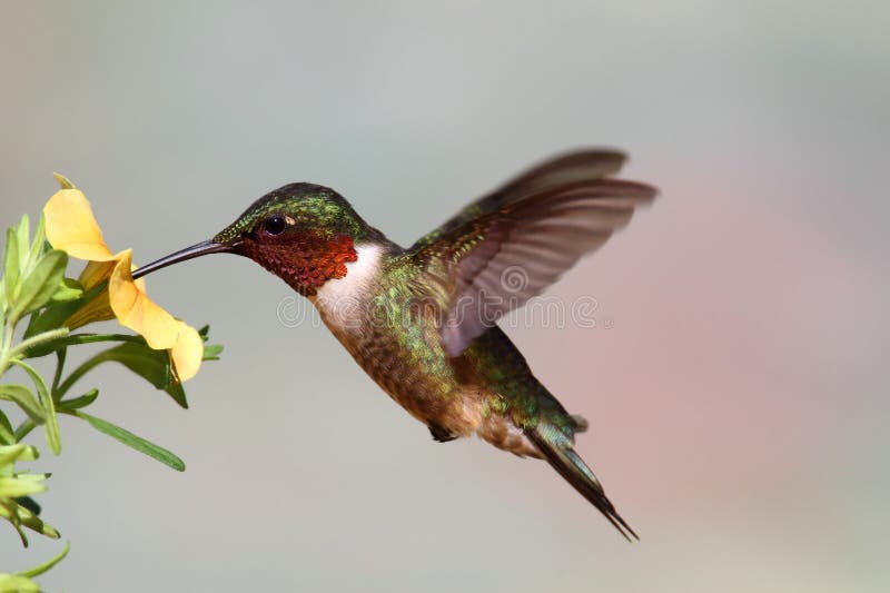Colibrí Rubí-throated (colubris Del Archilochus) Foto de archivo ...