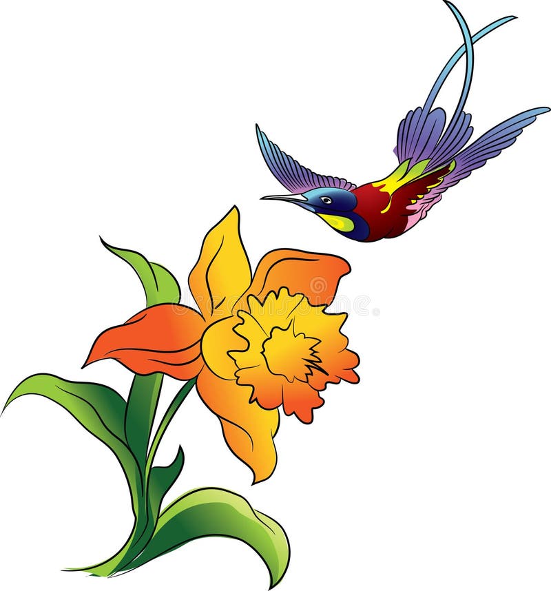 Colibrí y flor ilustración del vector. Ilustración de vuelo - 26027165