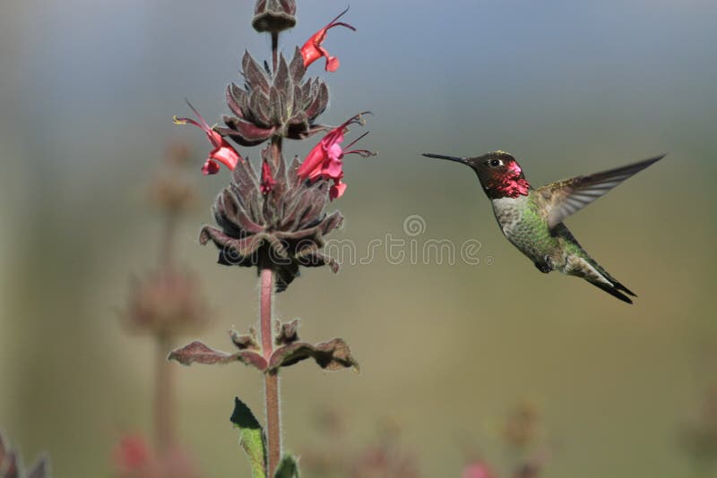 Colibrí y flor imagen de archivo. Imagen de animal, libraciones - 31105183
