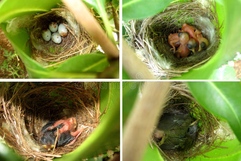 Nid de colibri avec l'oeuf photo stock. Image du central - 42787622