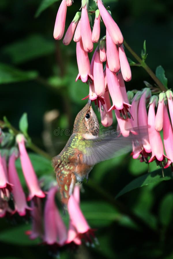 Colibri et fleurs roses photo stock. Image du été, rapide - 2751788