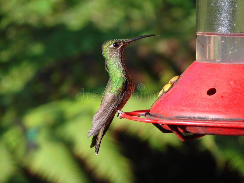 Colibri stock photo. Image of green, fast, feather, blurred - 13736514