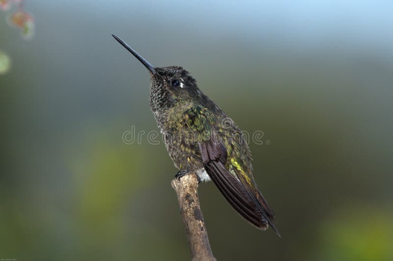Colibri stock image. Image of small, beak, colibri, animal - 19932887