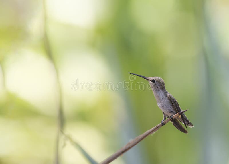 Colibri imagem de stock. Imagem de pequeno, floresta - 31120803