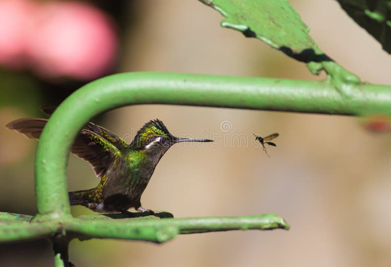 Nectar Potable D'insecte De Colibri Photo stock - Image of pourpré ...