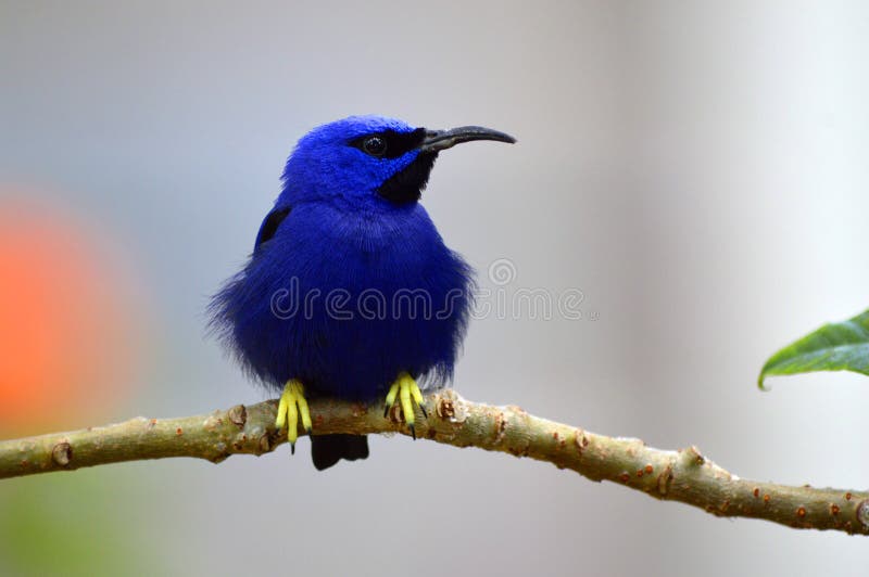 Colibri azul foto de stock. Imagem de wildlife, perfurado - 97050466