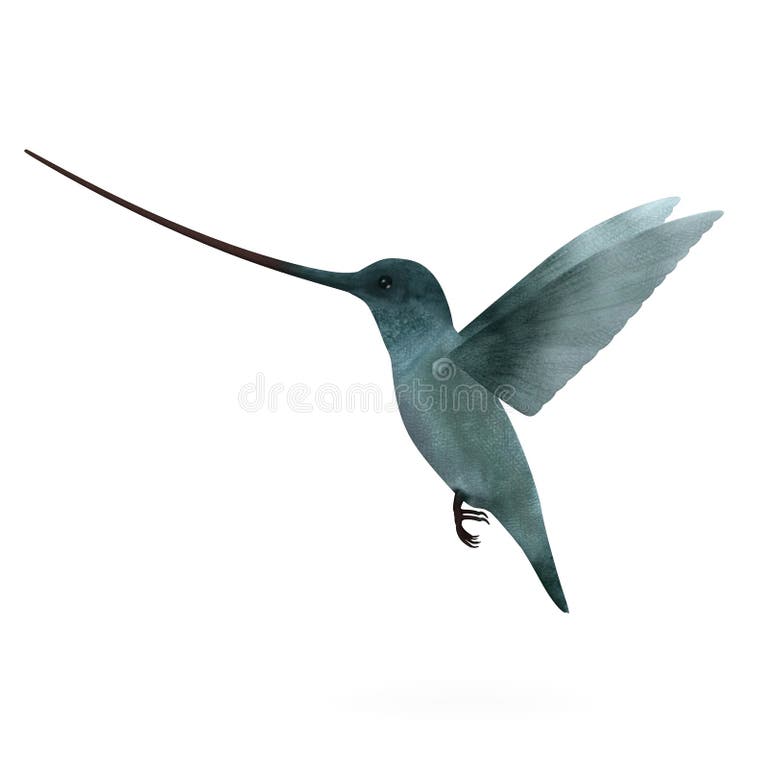 Colibri bird (blue-green) stock illustration. Illustration of bird ...