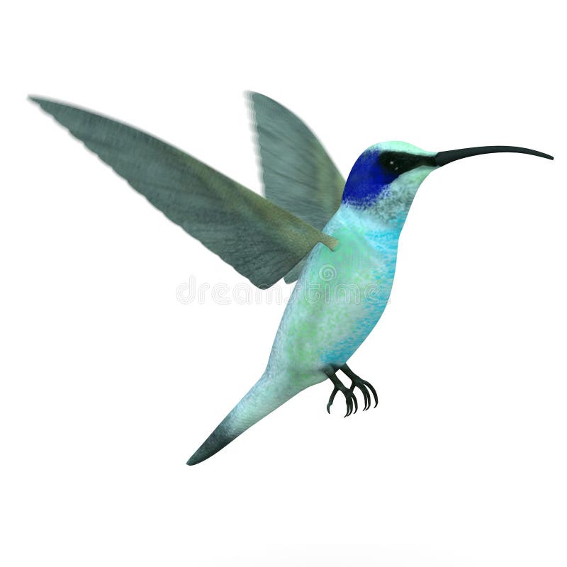 Colibri Bird Flying (blurred Wings) Stock Illustration - Illustration ...