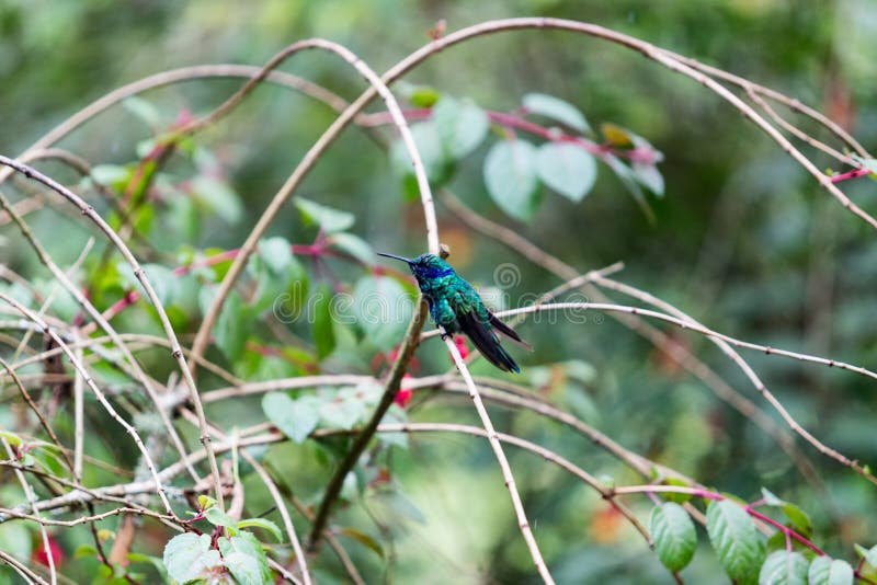Colibri colombiano foto de stock. Imagem de folha, américa - 108421152