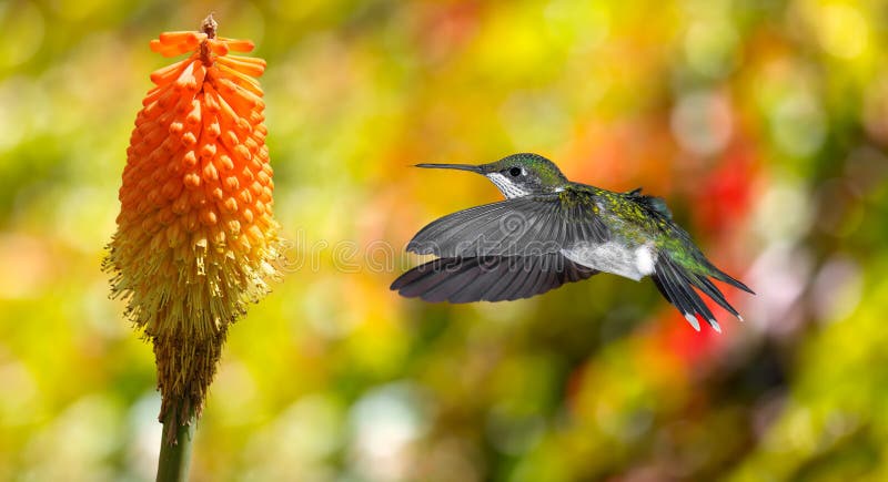 Colibri e flor imagem de stock. Imagem de macho, ruby - 5317349