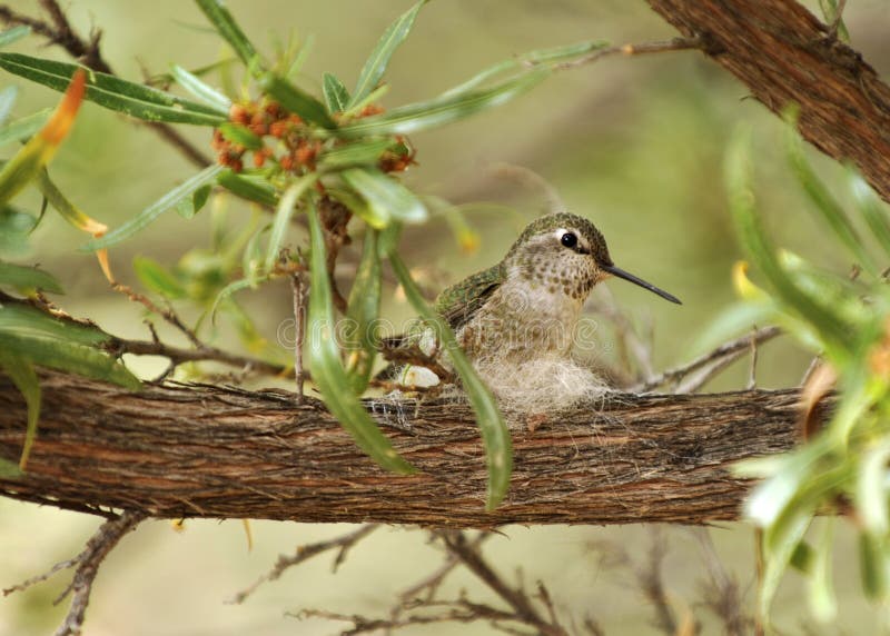 Nid De Colibri Sur Une Branche D'arbre Image stock - Image du arbre ...