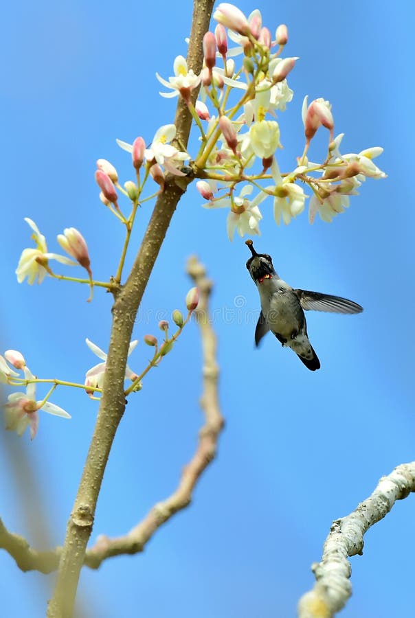 Cubano Emerald Hummingbird Do Voo (ricordii De Chlorostilbon) Foto de ...