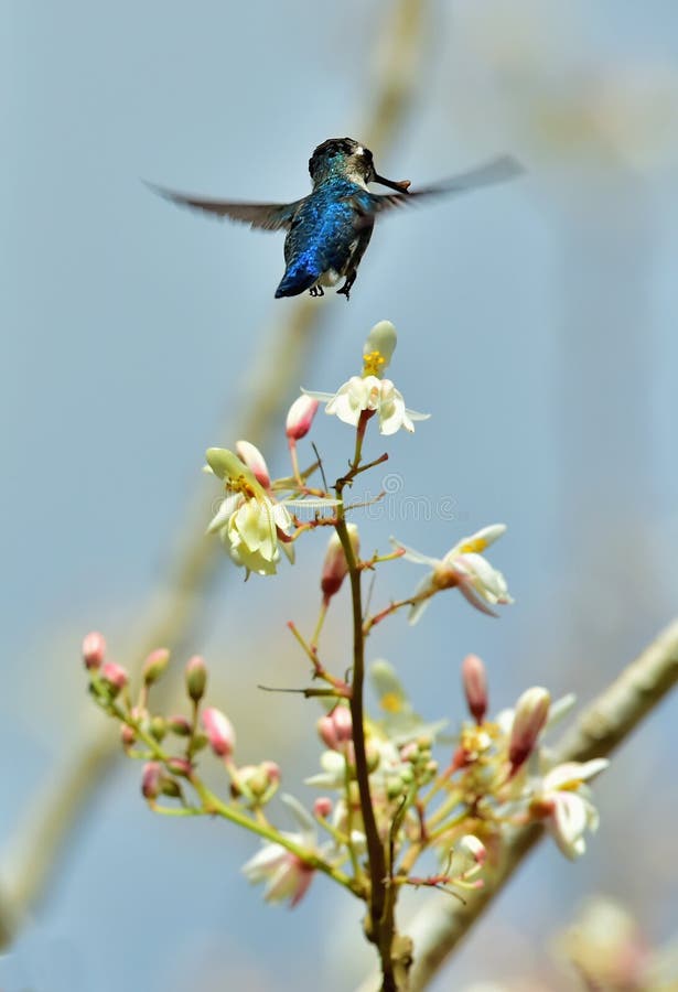 O Colibri Cubano Da Abelha (helenae De Mellisuga) Escolhe O Homem ...