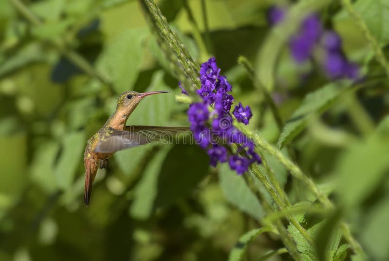 Colibri Da Canela - Rutila De Amazilia Imagem de Stock - Imagem de ...