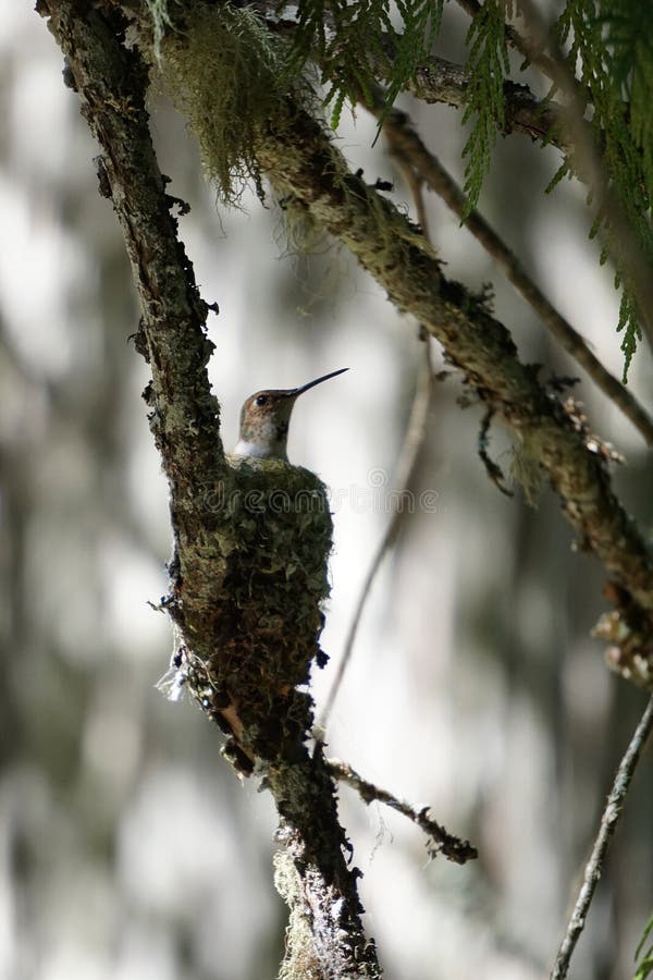 Colibri dans le nid image stock. Image du vert, brun - 97176757