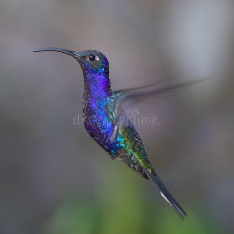 Colibri De Violet Sabrewing De Costa Rica Foto de Stock - Imagem de ...