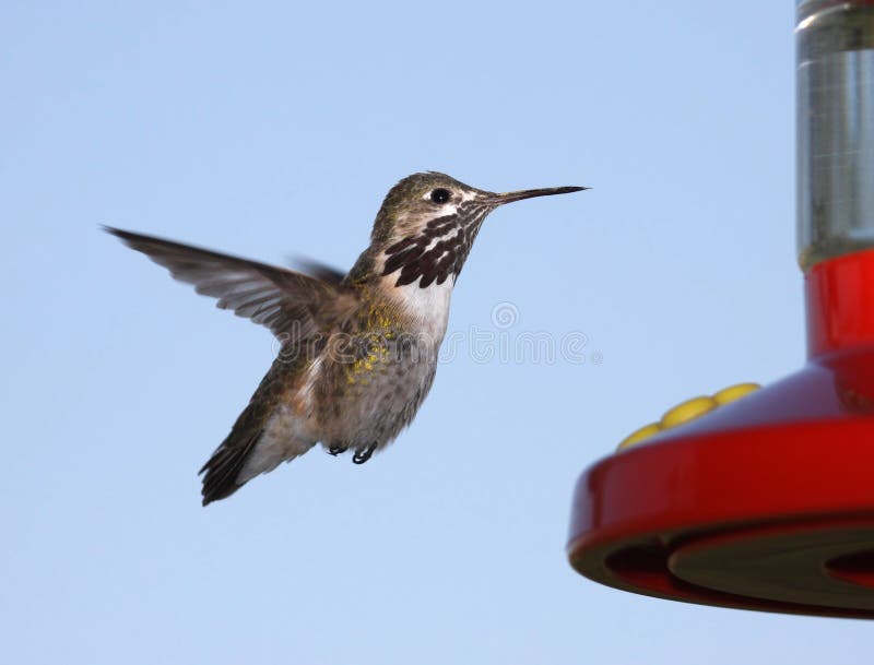 Colibri do Calliope foto de stock. Imagem de formato, pairar - 9378286