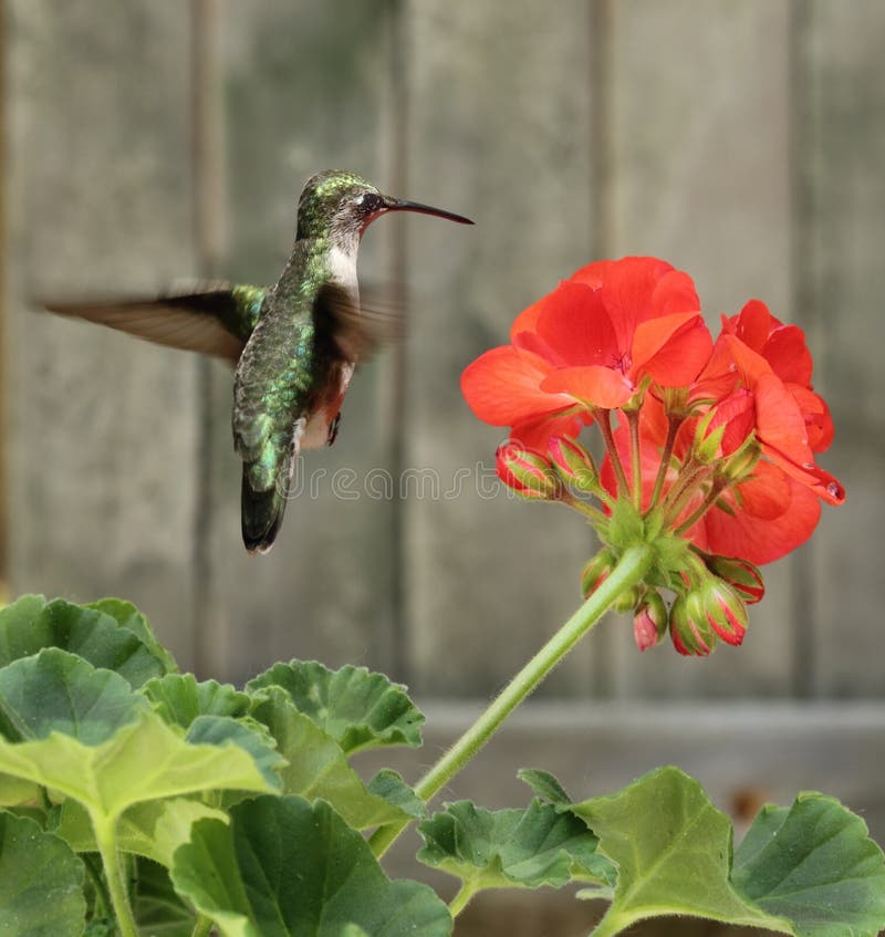 Colibri e flor foto de stock. Imagem de rubi, selvagem - 20016526