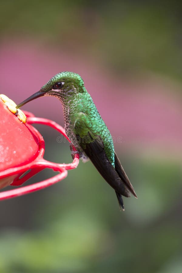Colibri em Costa Rica foto de stock. Imagem de wildlife - 28731972