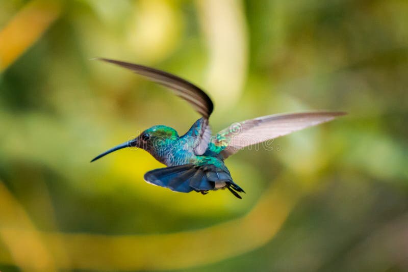 Hummingbird Flying in the Forest Stock Photo - Image of family, cloudy ...