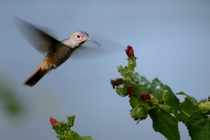 Colibri en vol photo stock. Image du oiseaux, bleu, coloré - 12283668