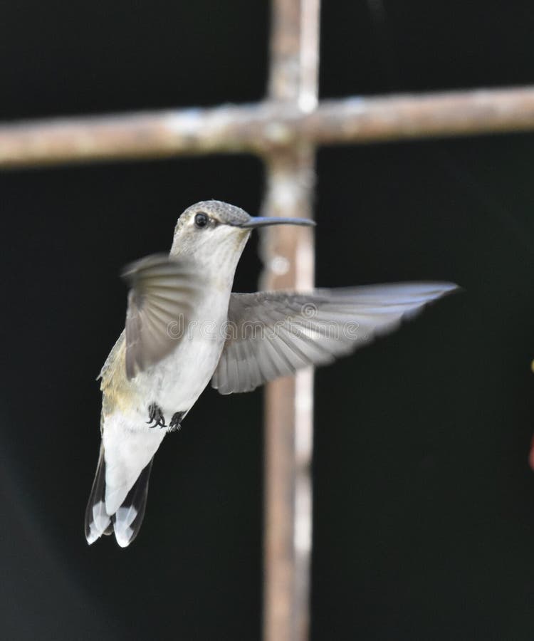 Colibri en vol image stock. Image du choses, ailés, oiseaux - 129423369