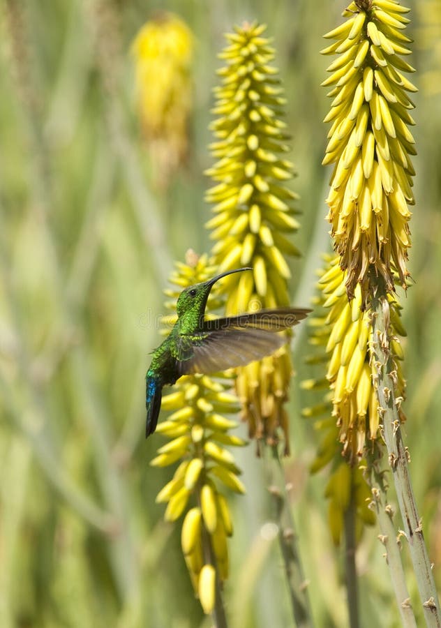 Colibri en vol image stock. Image du tropiques, oiseau - 13612063