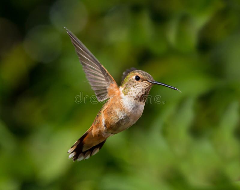 Colibri en vol photo stock. Image of vert, montagneux - 25219036