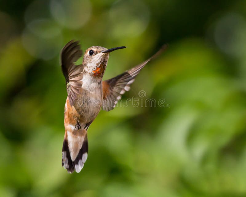 Colibri en vol photo stock. Image du vert, montagneux - 25219036