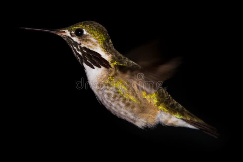 Colibri en vol image stock. Image of verticale, fond - 31506429