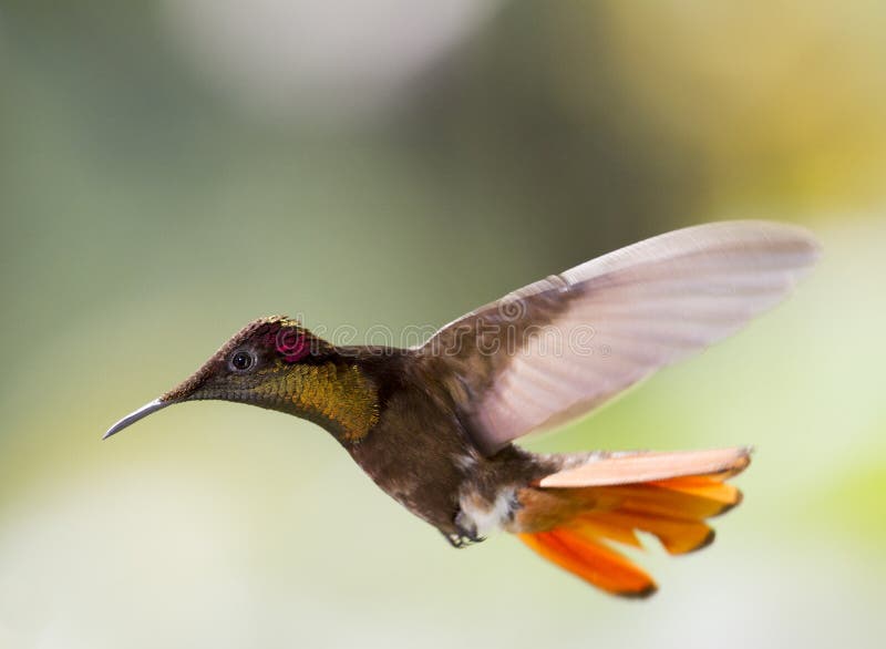 Colibri en vol photo stock. Image du oiseau, orange, flotter - 36892898