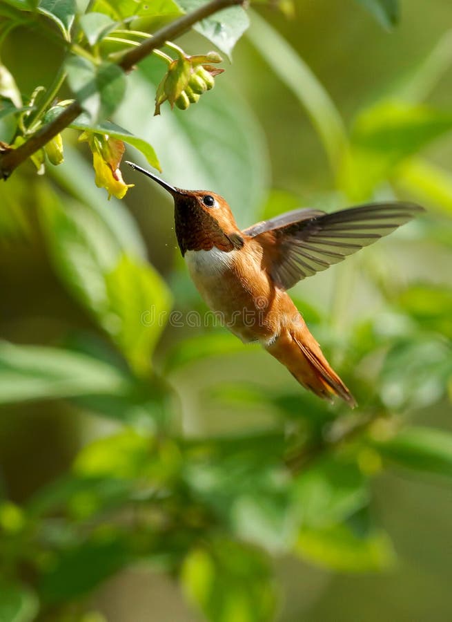 Colibri en vol image stock. Image du sauvage, masculin - 64233813