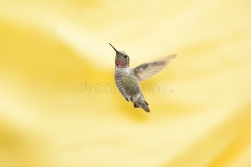 Colibri en vol photo stock. Image du décoratif, iridescent - 67396406