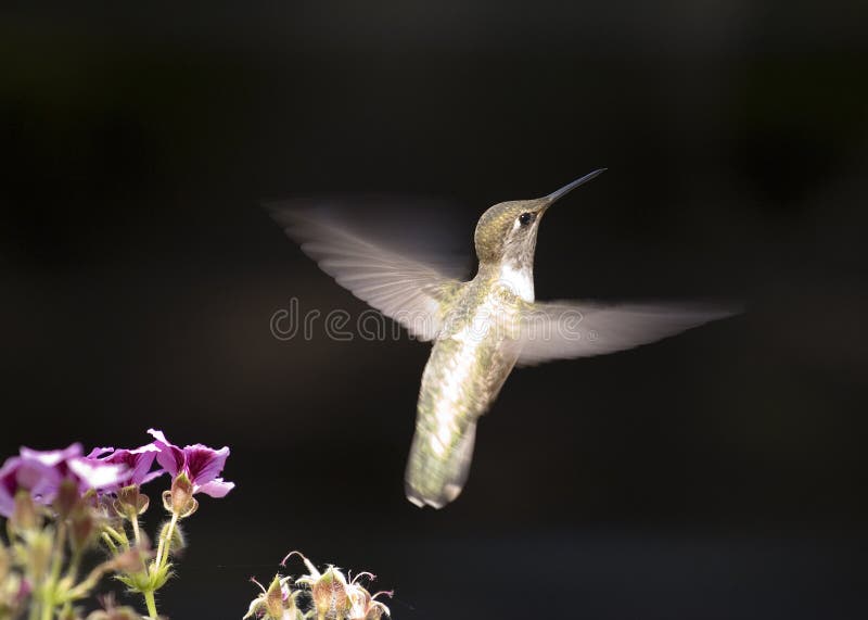 Colibri en vol photo stock. Image du énergique, nature - 839208