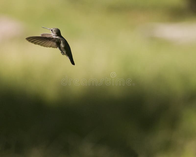 Colibri en vol photo stock. Image of oiseau, tropical - 8541206