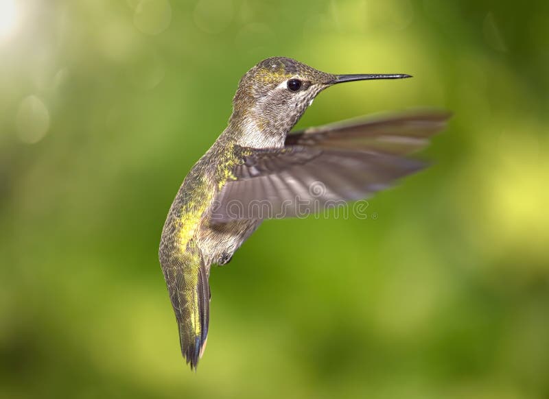 Colibri En Vol, Image De Couleur, Jour Image stock - Image du colibris ...