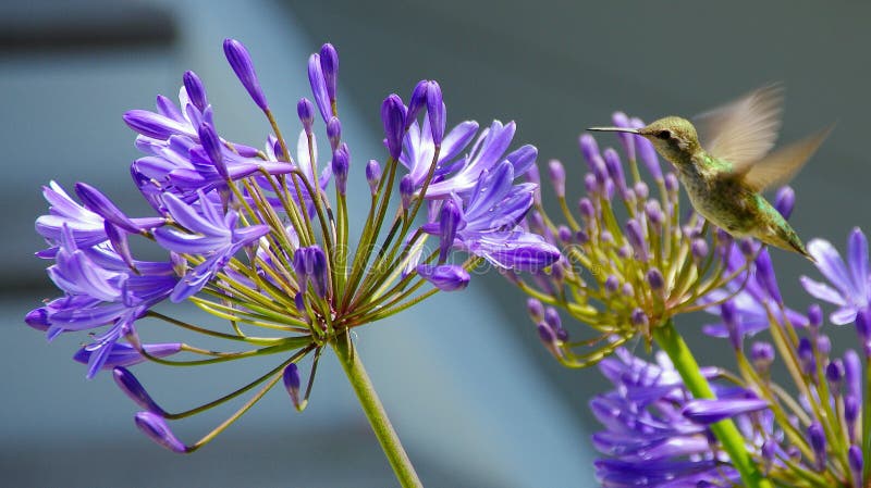 Colibri en vol photo stock. Image du fermer, calme, colibri - 99725616