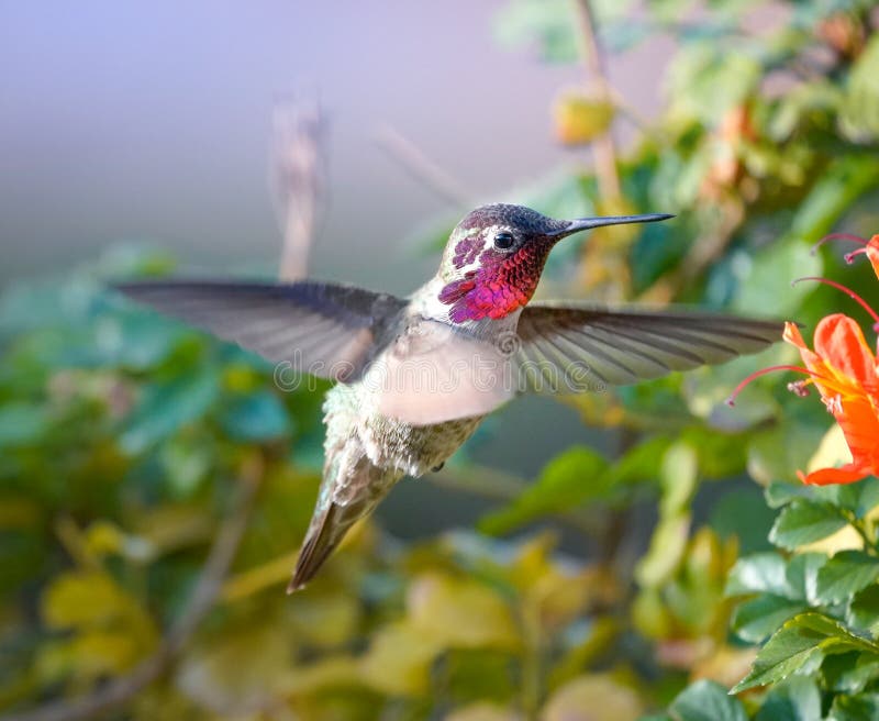 Colibri en vol et fleur photo stock. Image du branchement - 107349170