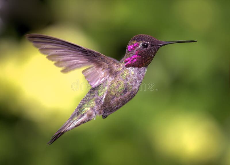 Colibri En Vol, Image De Couleur, Jour Image stock - Image du colibris ...