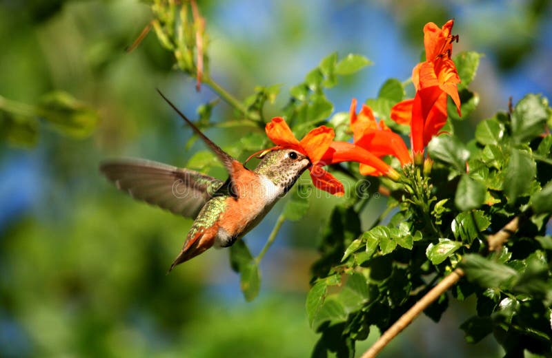 Colibri et fleur photo stock. Image du affiché, animal - 26199928
