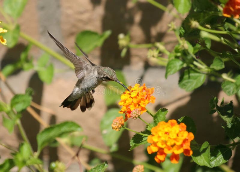 Colibri et fleur image stock. Image du juvénile, nature - 5317349