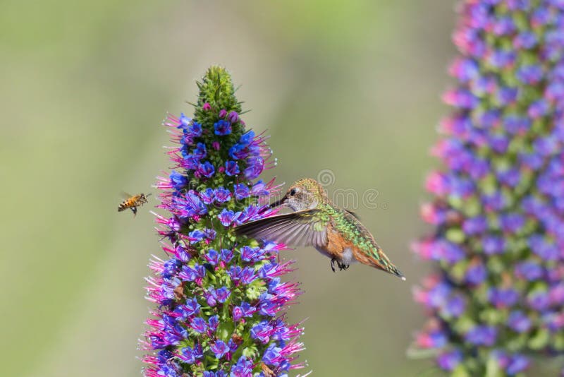 Colibri et Honey Bee image stock. Image du colibri, nature - 39509399
