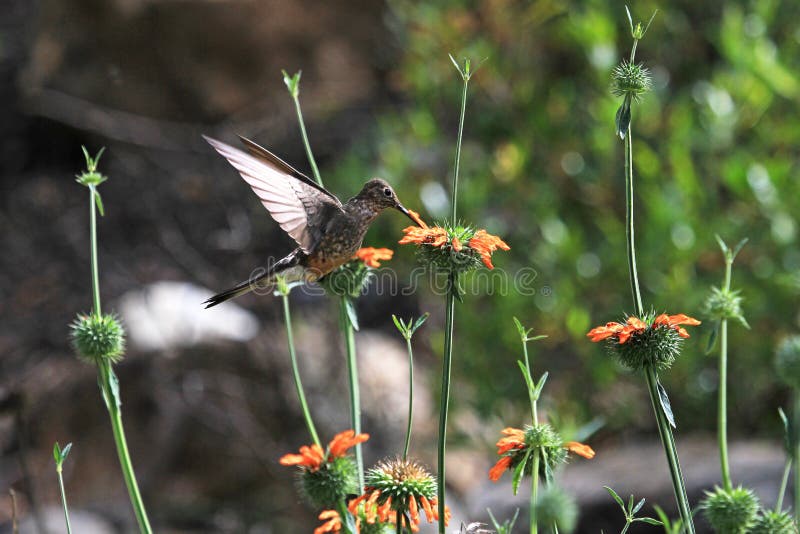 Colibri Gentil Alimentant Sur La Fleur Orange Photo stock - Image du ...